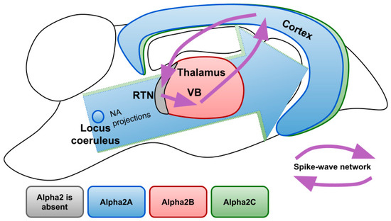 Alpha2-Adrenergic Receptors as a Pharmacological Target for Spike-Wave ...