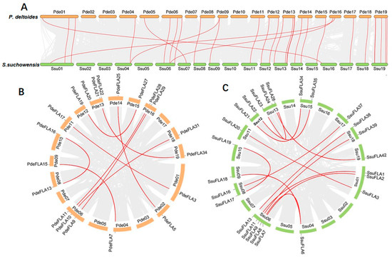 Genome-Wide Comparative Analysis of the Fasciclin-like Arabinogalactan ...