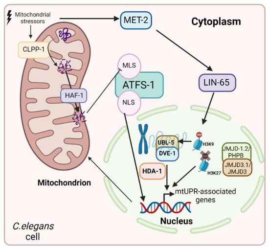 mtUPR Modulation as a Therapeutic Target for Primary and Secondary ...