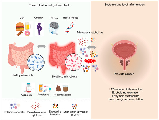 Microbiome and Prostate Cancer: A Novel Target for Prevention and Treatment