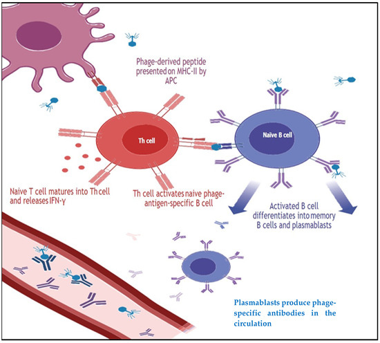 The Breadth of Bacteriophages Contributing to the Development of the Phage-Based Vaccines for ...