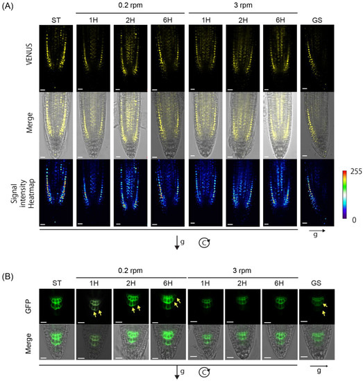 Low-Speed Clinorotation of Brachypodium distachyon and Arabidopsis ...