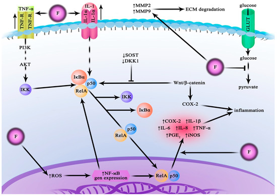 Fluoride in the Central Nervous System and Its Potential Influence on ...