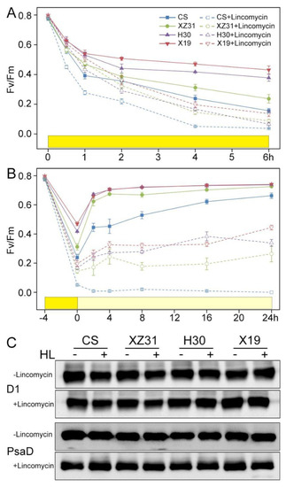 Different Photosynthetic Response to High Light in Four Triticeae Crops