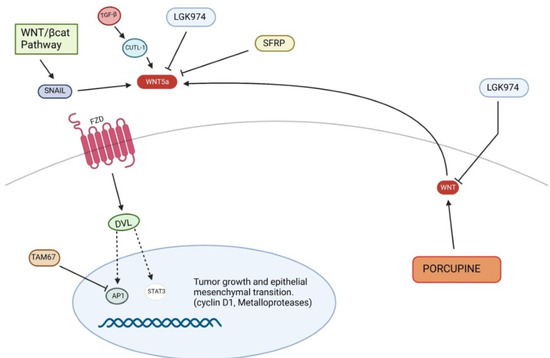 Wnt Signaling Pathways: From Inflammation to Non-Melanoma Skin Cancers