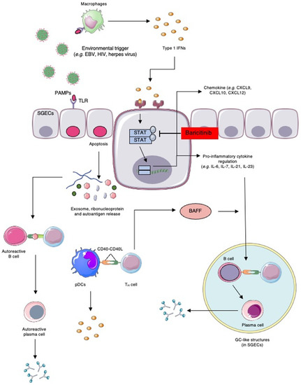 An Overview of the Dry Eye Disease in Sjögren’s Syndrome Using Our ...
