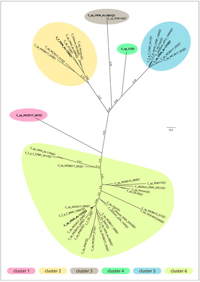 Prophage-Derived Regions in Curtobacterium Genomes: Good Things, Small ...