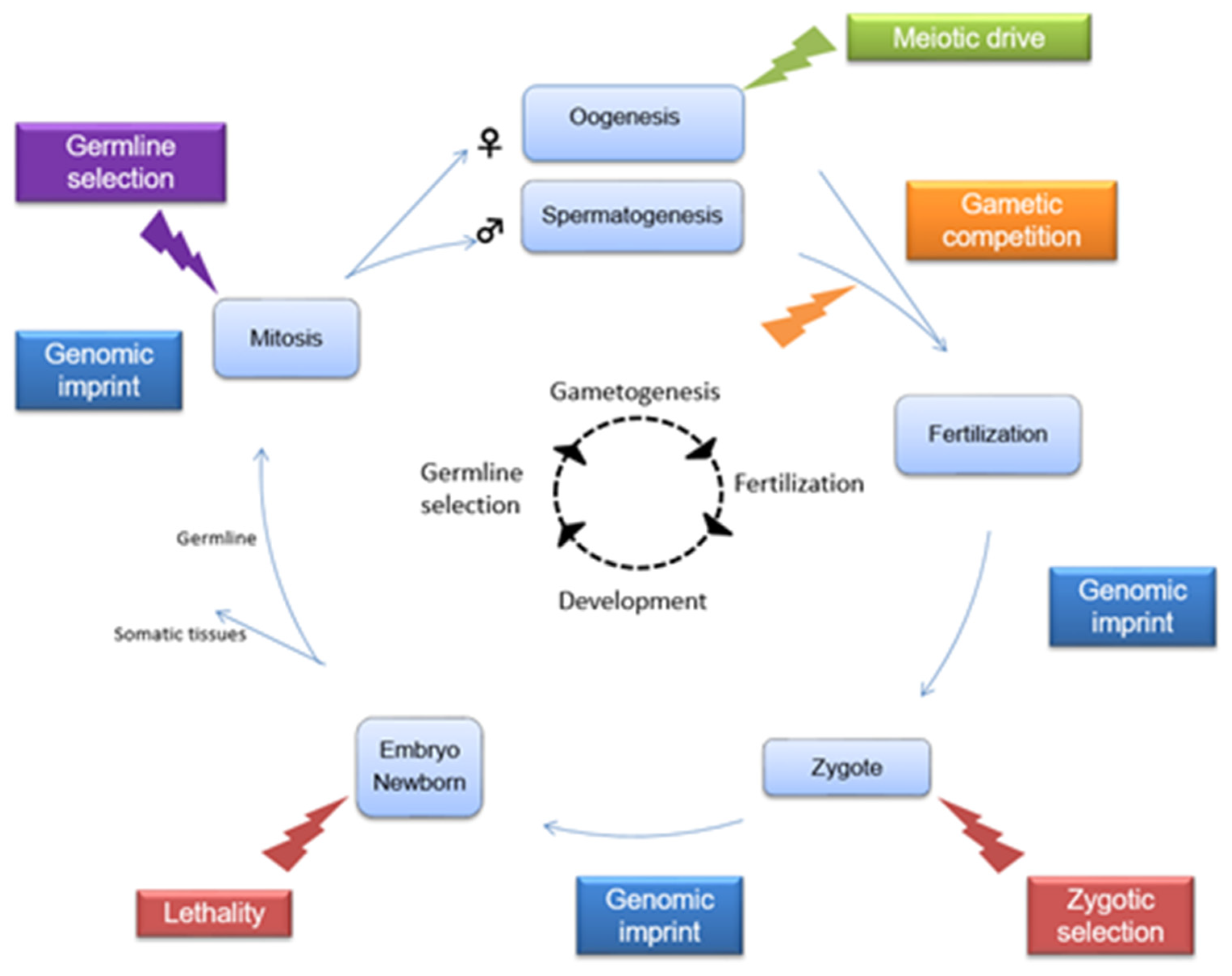 Ijms Free Full Text Bypassing Mendels First Law Transmission