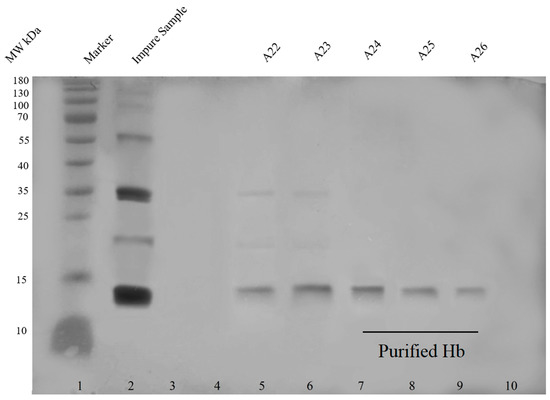 Red Blood Cell Substitutes: Liposome Encapsulated Hemoglobin and ...