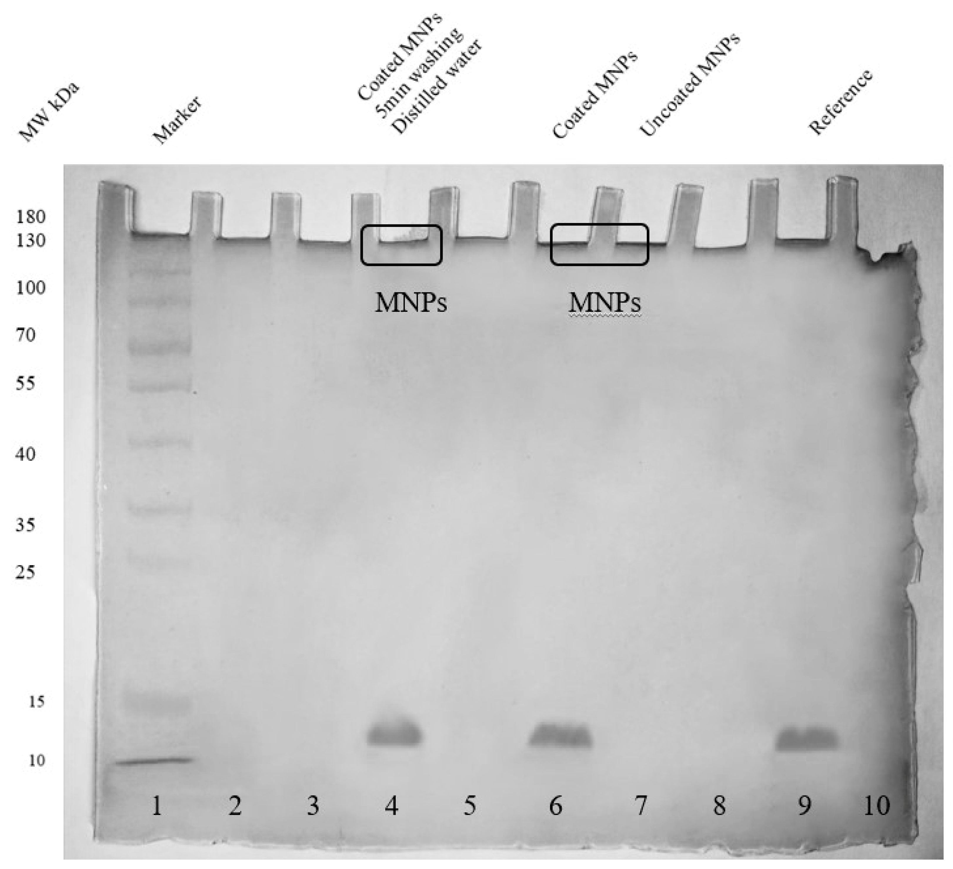 Red Blood Cell Substitutes: Liposome Encapsulated Hemoglobin and ...