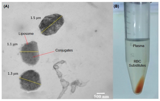 Red Blood Cell Substitutes: Liposome Encapsulated Hemoglobin and ...