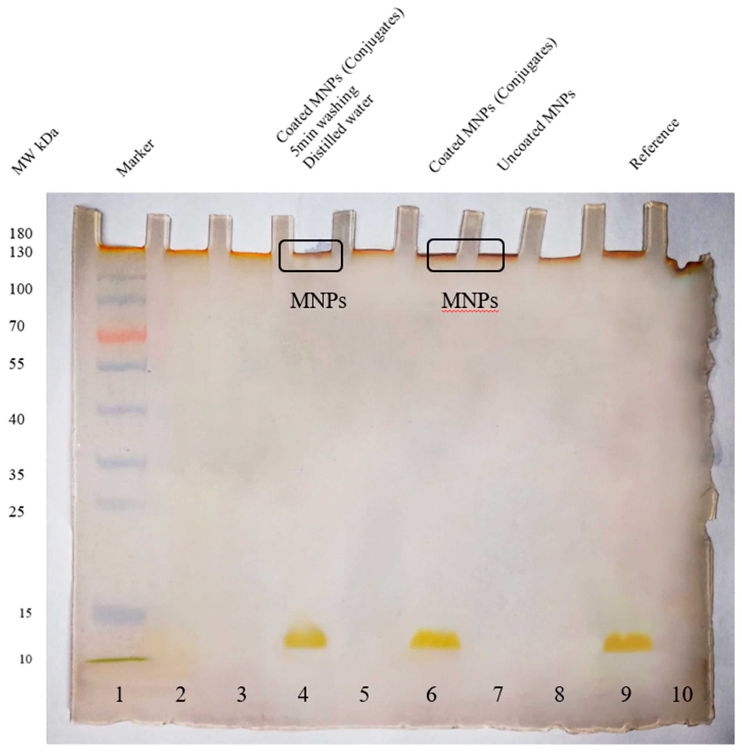 Red Blood Cell Substitutes: Liposome Encapsulated Hemoglobin and ...