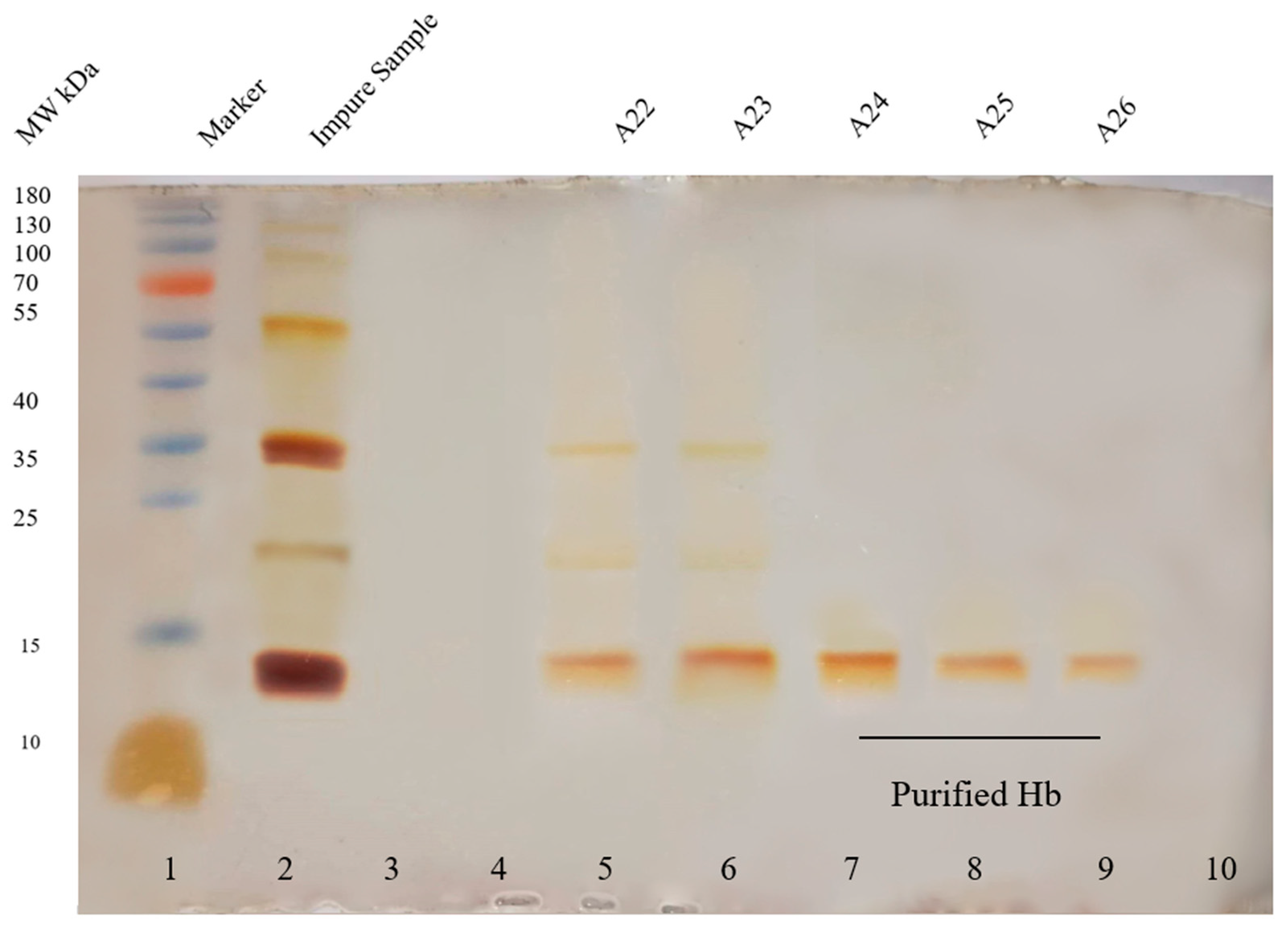 Red Blood Cell Substitutes: Liposome Encapsulated Hemoglobin and ...