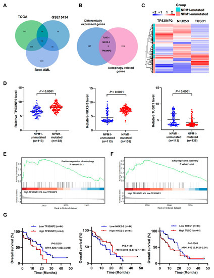 IJMS | Free Full-Text | Cytoplasmic Expression of TP53INP2 Modulated by ...