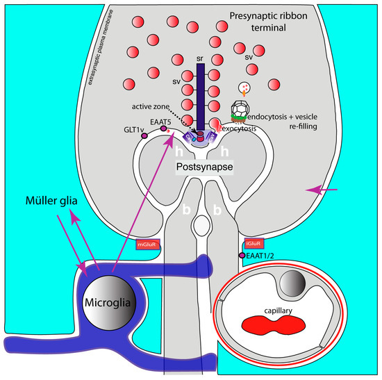 Synapse Dysfunctions in Multiple Sclerosis