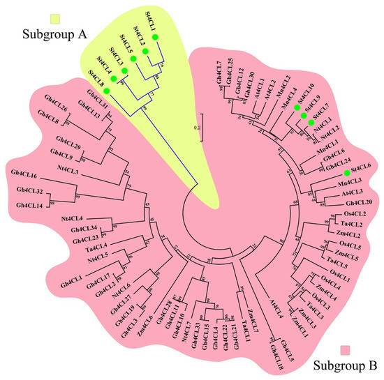 Genome-Wide Identification and Expression Analysis of the 4-Coumarate ...
