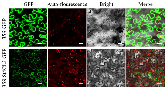 Genome-Wide Identification and Expression Analysis of the 4-Coumarate ...