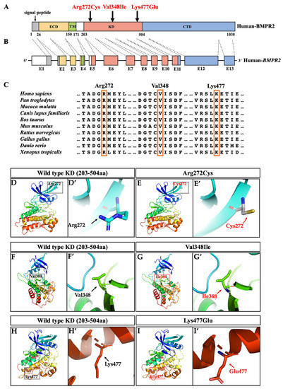 BMPR2 Variants Underlie Nonsyndromic Oligodontia