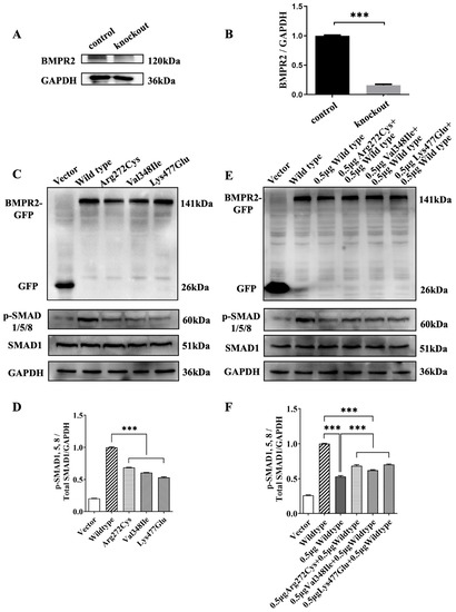 BMPR2 Variants Underlie Nonsyndromic Oligodontia