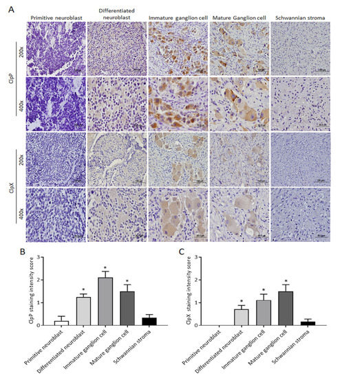 ONC201 Suppresses Neuroblastoma Growth by Interrupting Mitochondrial ...