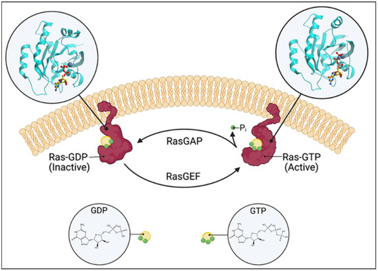 A Focused Review of Ras Guanine Nucleotide-Releasing Protein 1 in ...