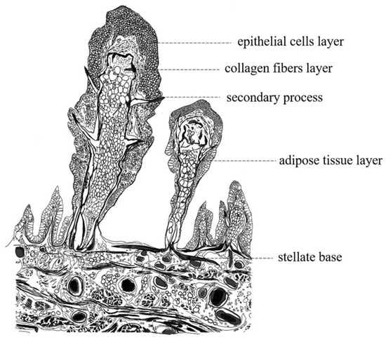 Morphological and Molecular Functional Evidence of the Pharyngeal Sac ...