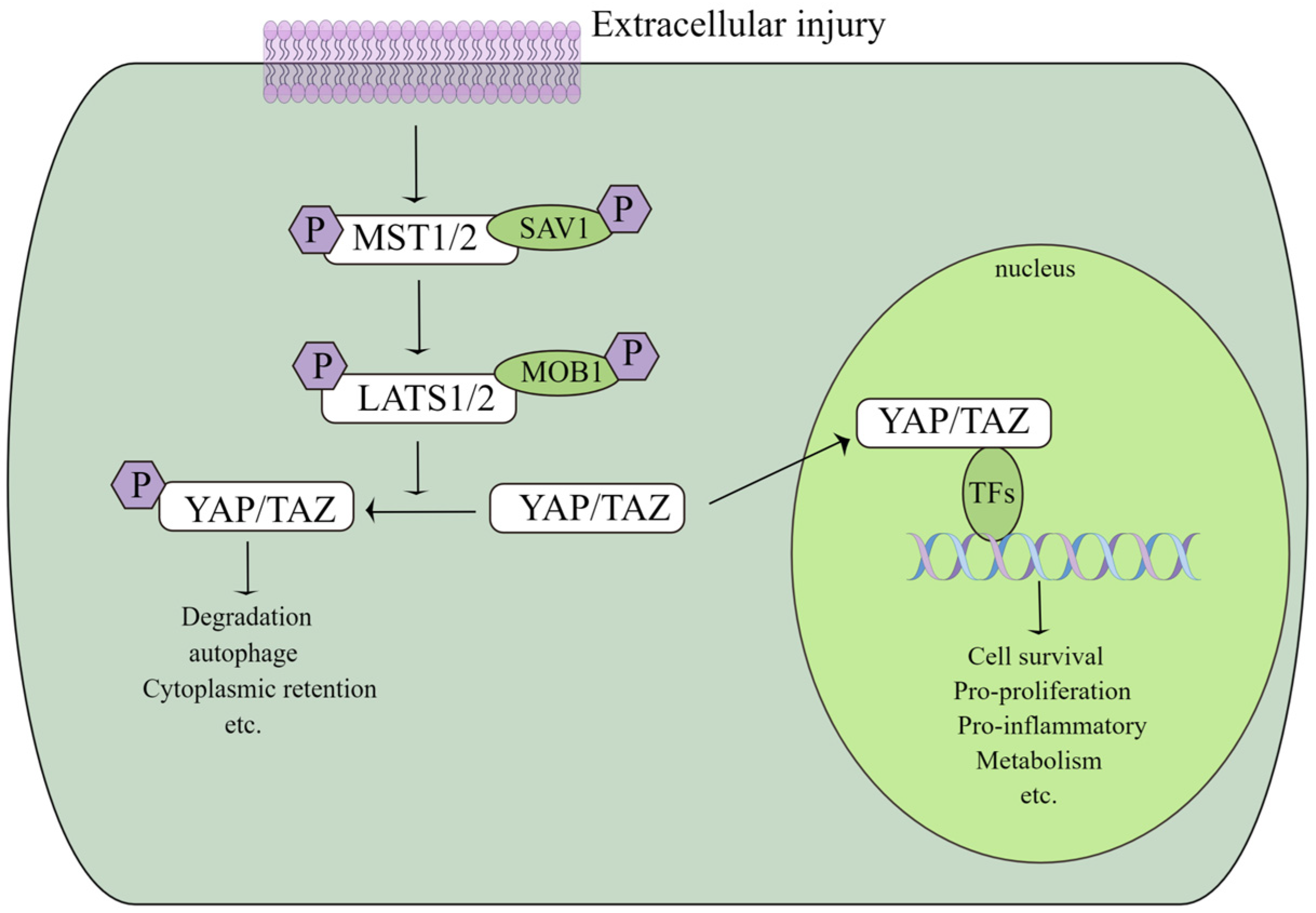 Yes-Associated Protein and Transcriptional Coactivator with PDZ-Binding Motif in Cardiovascular ...