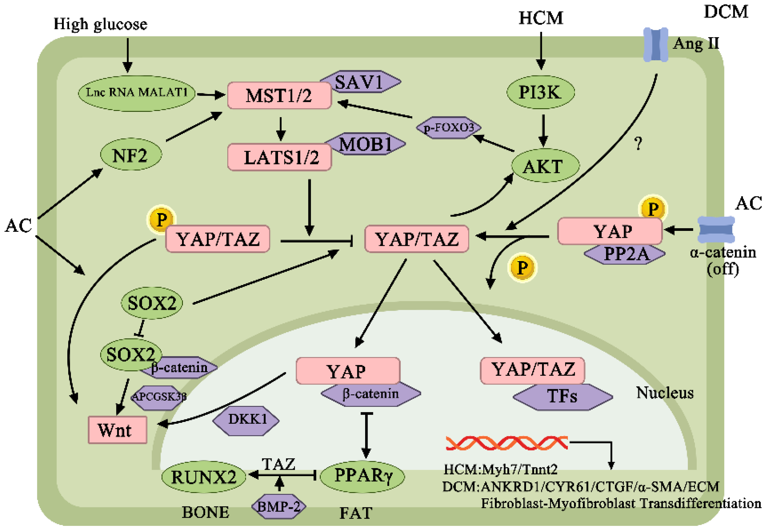 Yes-Associated Protein and Transcriptional Coactivator with PDZ-Binding Motif in Cardiovascular ...
