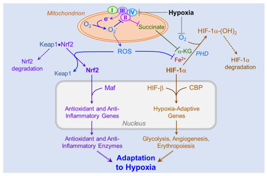 Molecular Mechanisms of High-Altitude Acclimatization
