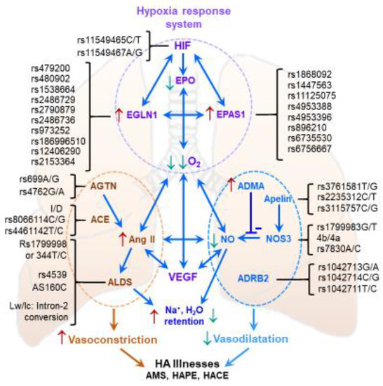 Molecular Mechanisms of High-Altitude Acclimatization