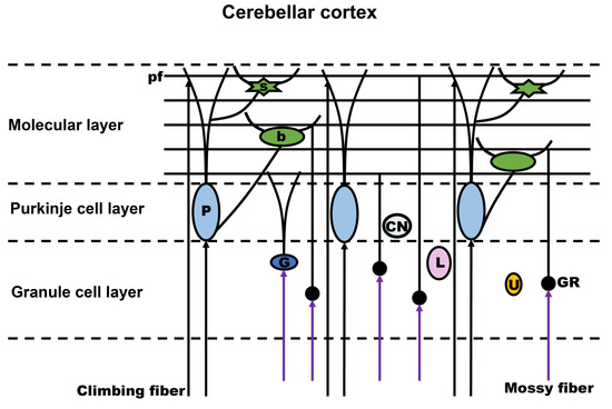 Focusing on the Emerging Role of Kainate Receptors in the Dorsal Cochlear Nucleus (DCN) and ...