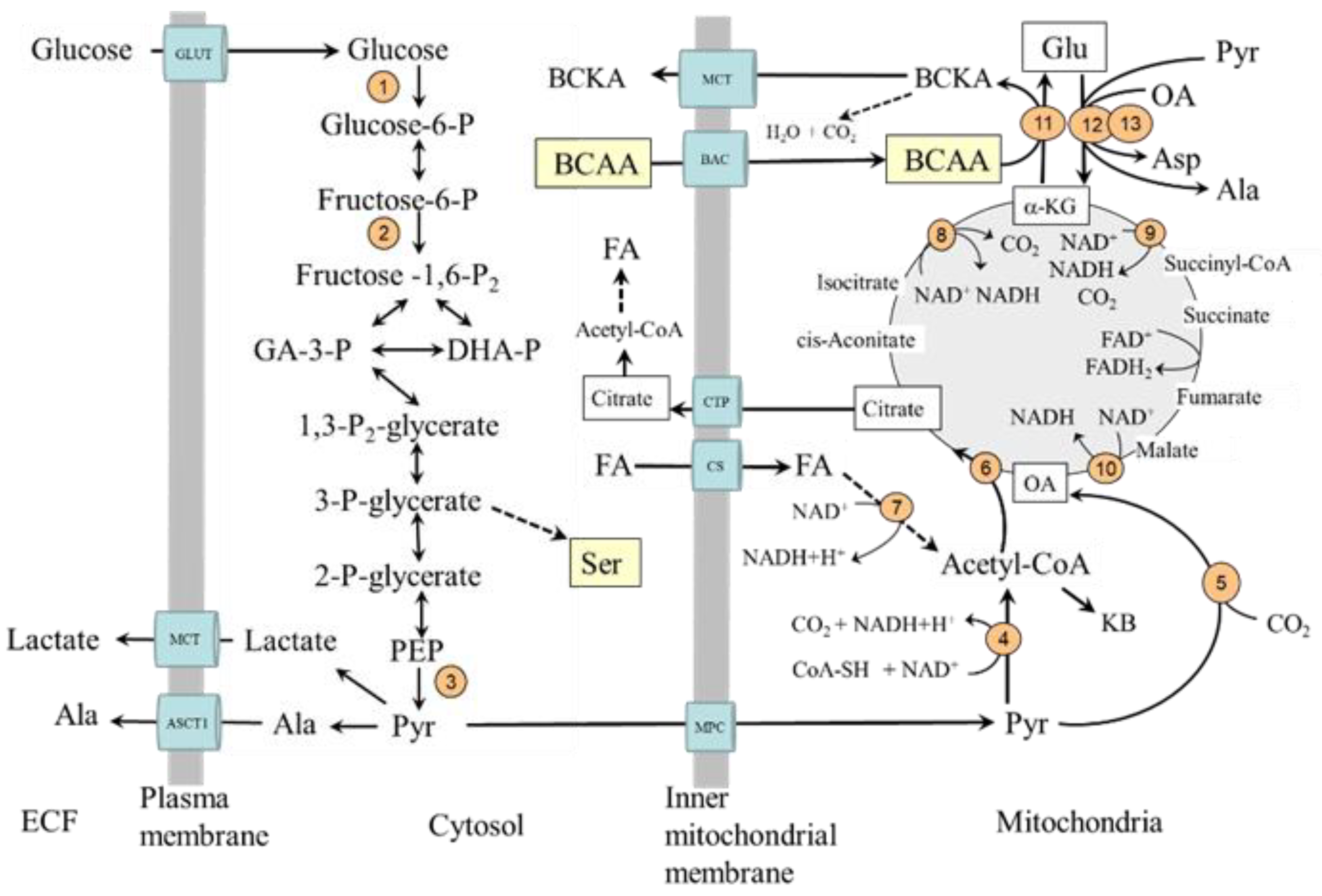 Amino Acid Catabolism Amino Acid Catabolism
