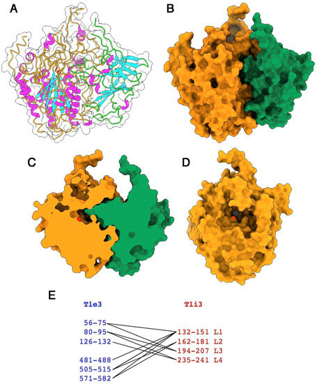 Activity and Crystal Structure of the Adherent-Invasive Escherichia ...