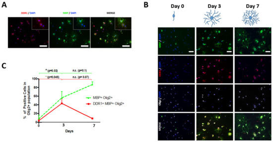 DDR1 and Its Ligand, Collagen IV, Are Involved in In Vitro ...