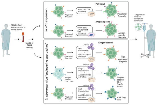 Treg Therapy for the Induction of Immune Tolerance in Transplantation—Not Lost in Translation?