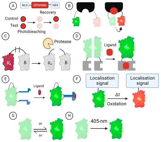 Seeing Neurodegeneration in a New Light Using Genetically Encoded ...