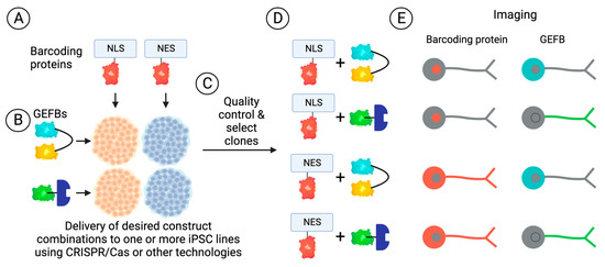 Seeing Neurodegeneration in a New Light Using Genetically Encoded ...