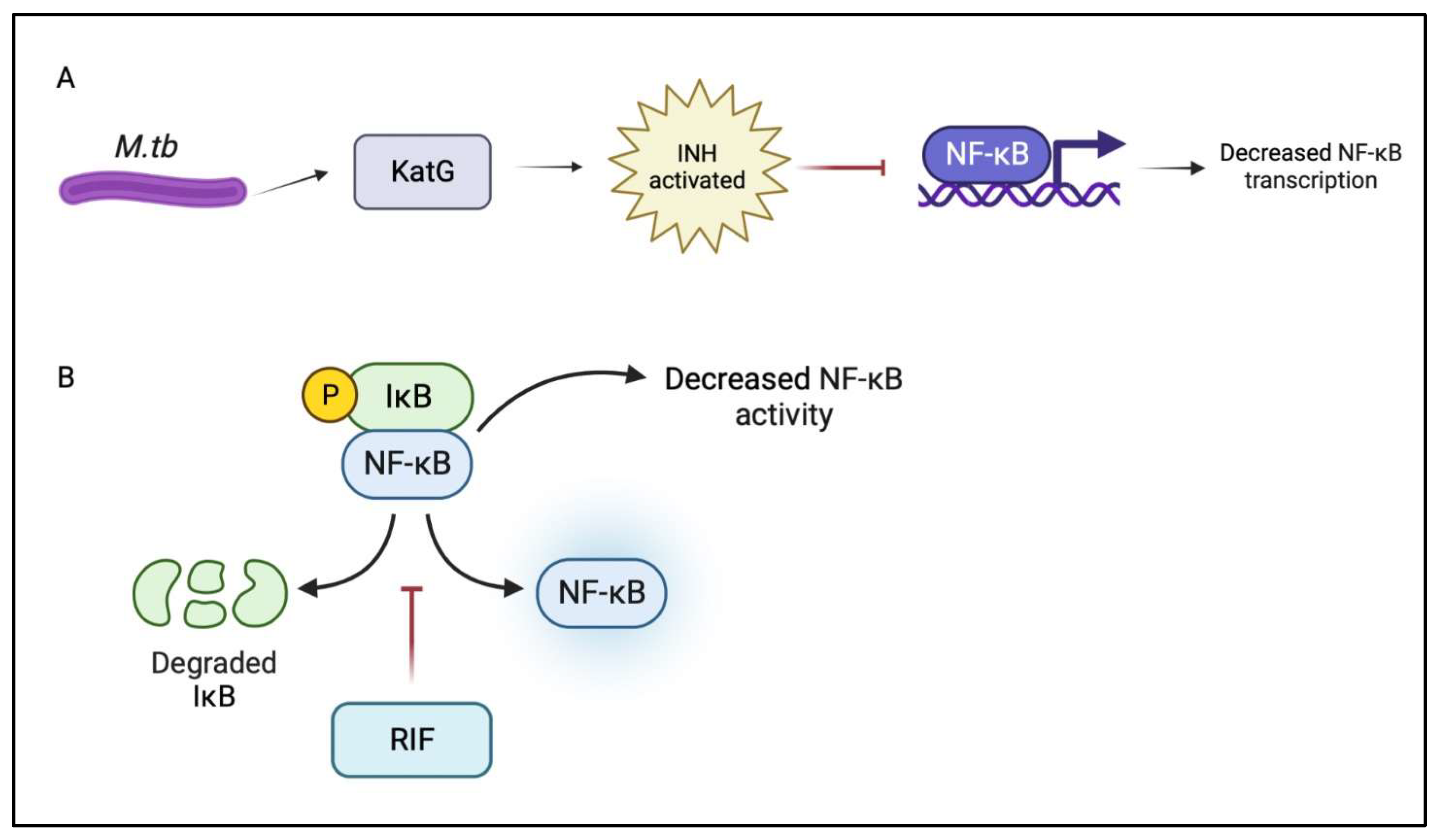 IJMS | Free Full-Text | Role of NF-κB during Mycobacterium tuberculosis Infection