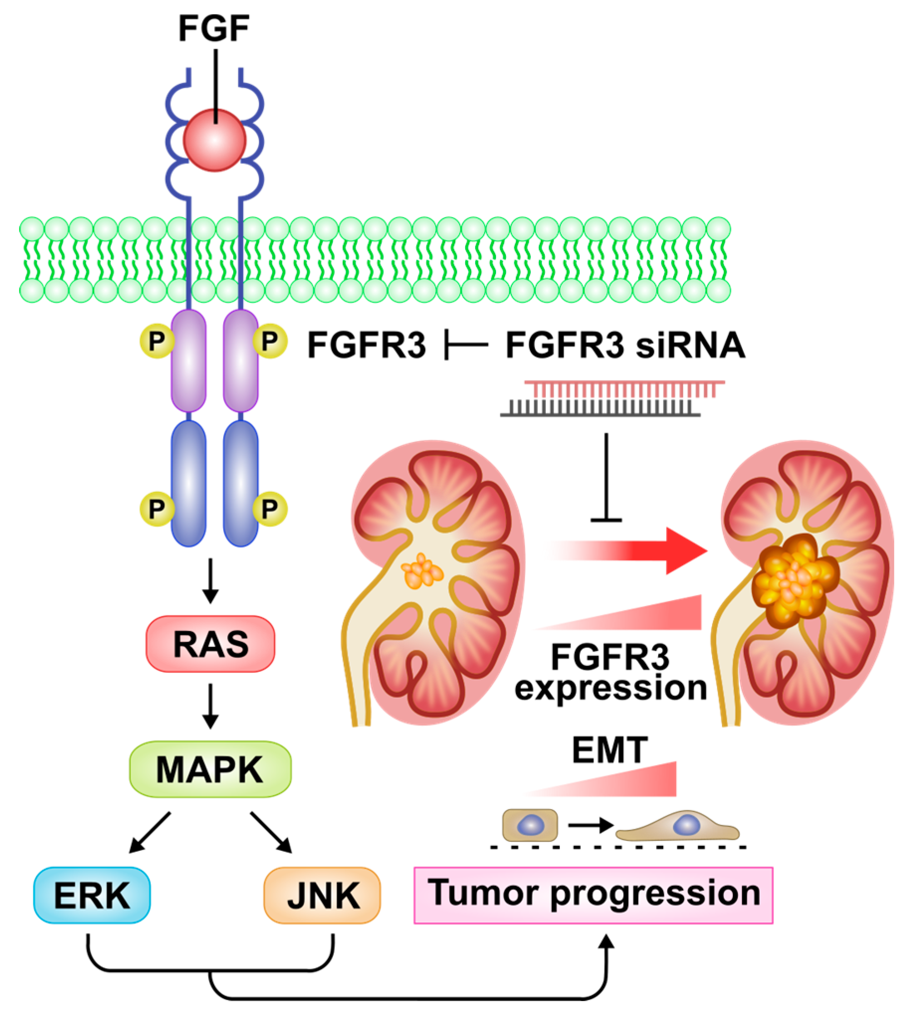 Ijms Free Full Text Genetic Interference Of Fgfr3 Impedes Invasion