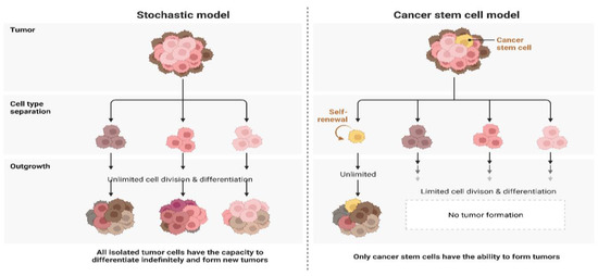 Targeting Cancer Stem Cells as the Key Driver of Carcinogenesis and ...
