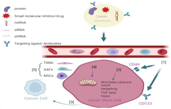Targeting Cancer Stem Cells as the Key Driver of Carcinogenesis and ...