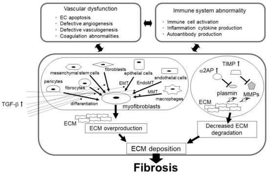 The uPA/uPAR System Orchestrates the Inflammatory Response, Vascular ...