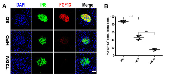 Identification of FGF13 as a Potential Biomarker and Target for ...