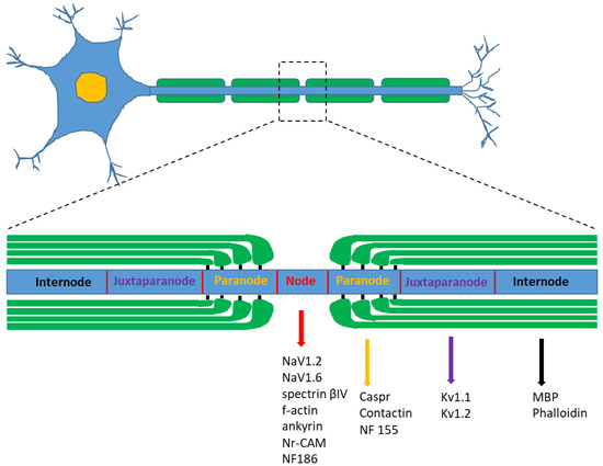 Internode Nerve
