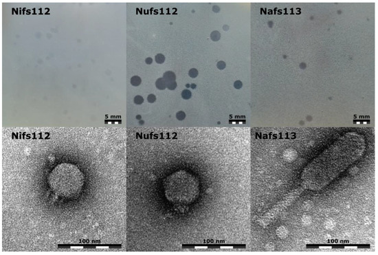 Three Phages One Host: Isolation and Characterization of Pantoea ...