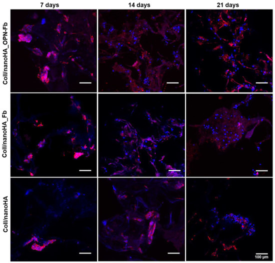 Interactions between Dental MSCs and Biomimetic Composite Scaffold ...