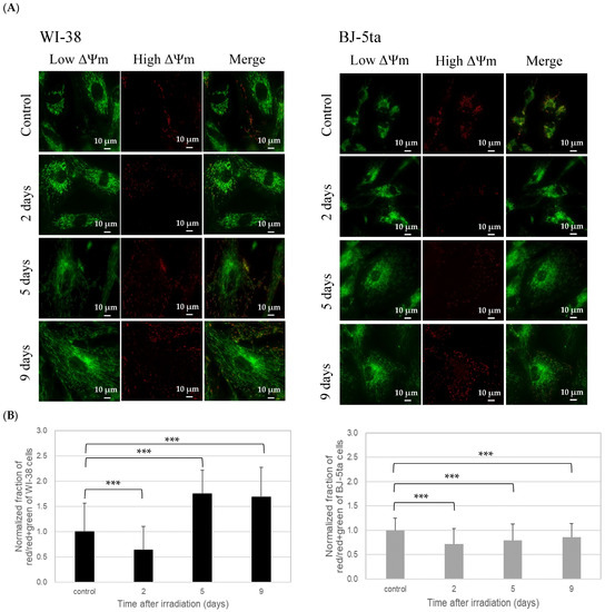 IJMS | Free Full-Text | Mitochondrial Metabolism in X-Irradiated Cells ...