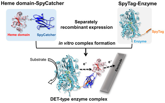 Development of a Versatile Method to Construct Direct Electron Transfer ...