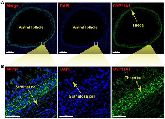 Single-Cell Transcriptomics Analysis Reveals a Cell Atlas and Cell ...