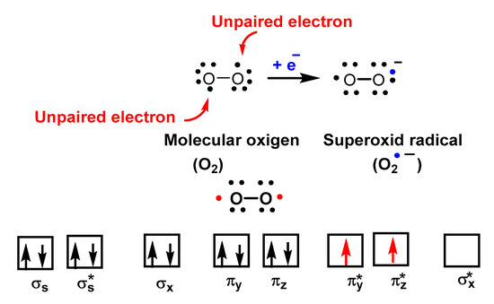IJMS | Free Full-Text | Superoxide Anion Chemistry—Its Role at the Core ...